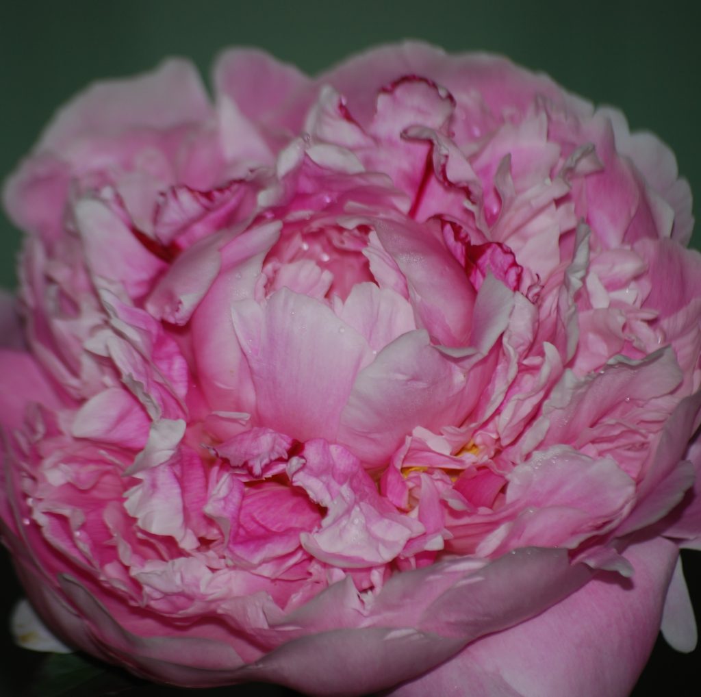 Paeonia lactiflora ‘Sarah Bernhardt’ – Peony – Perfect Peonies